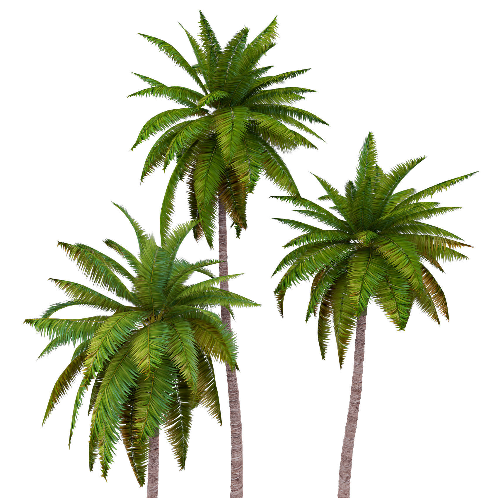 3D model Palms low poly set 1 VR / AR / low-poly | CGTrader