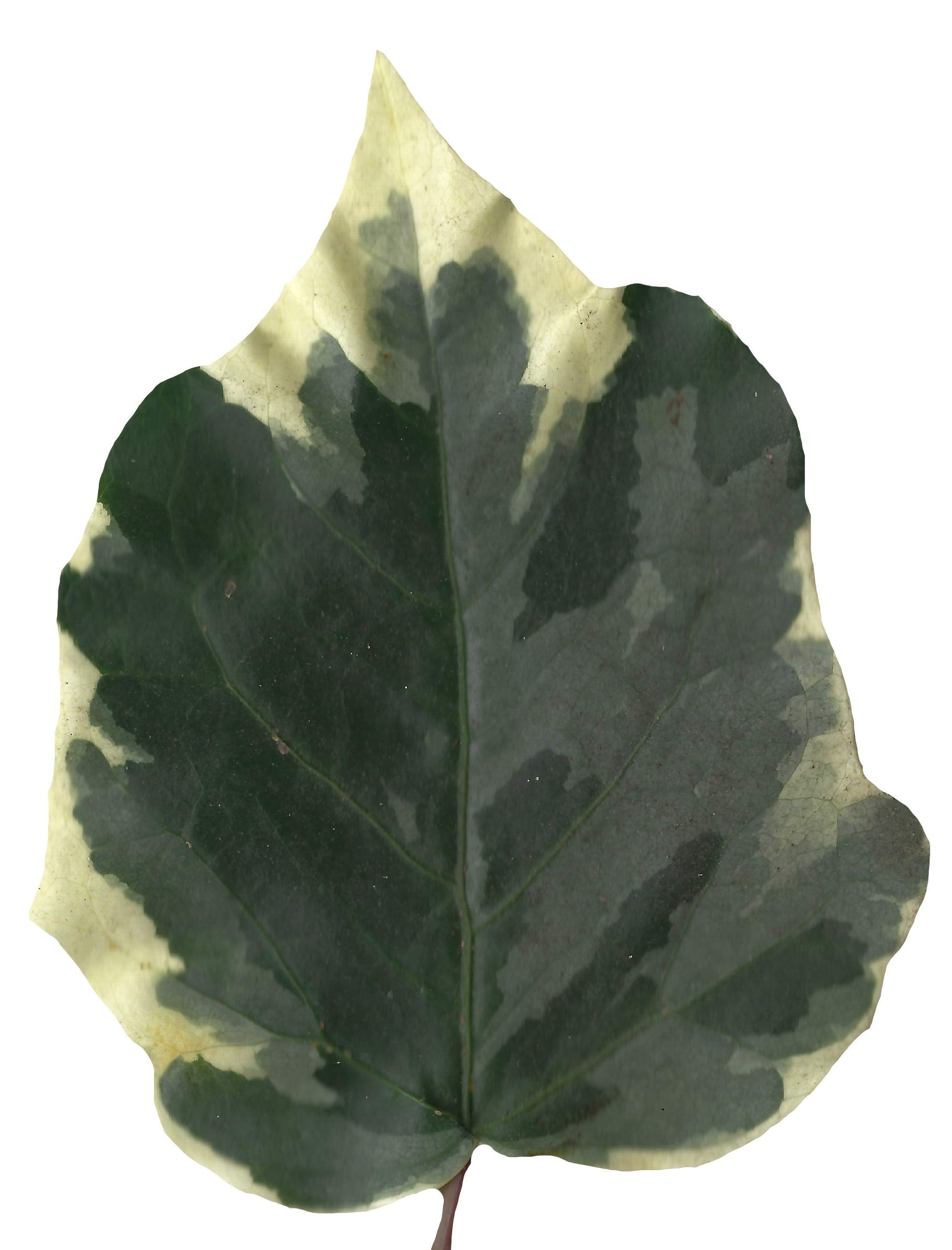 English Ivy Texture Pack - 17 Textures free Texture | CGTrader