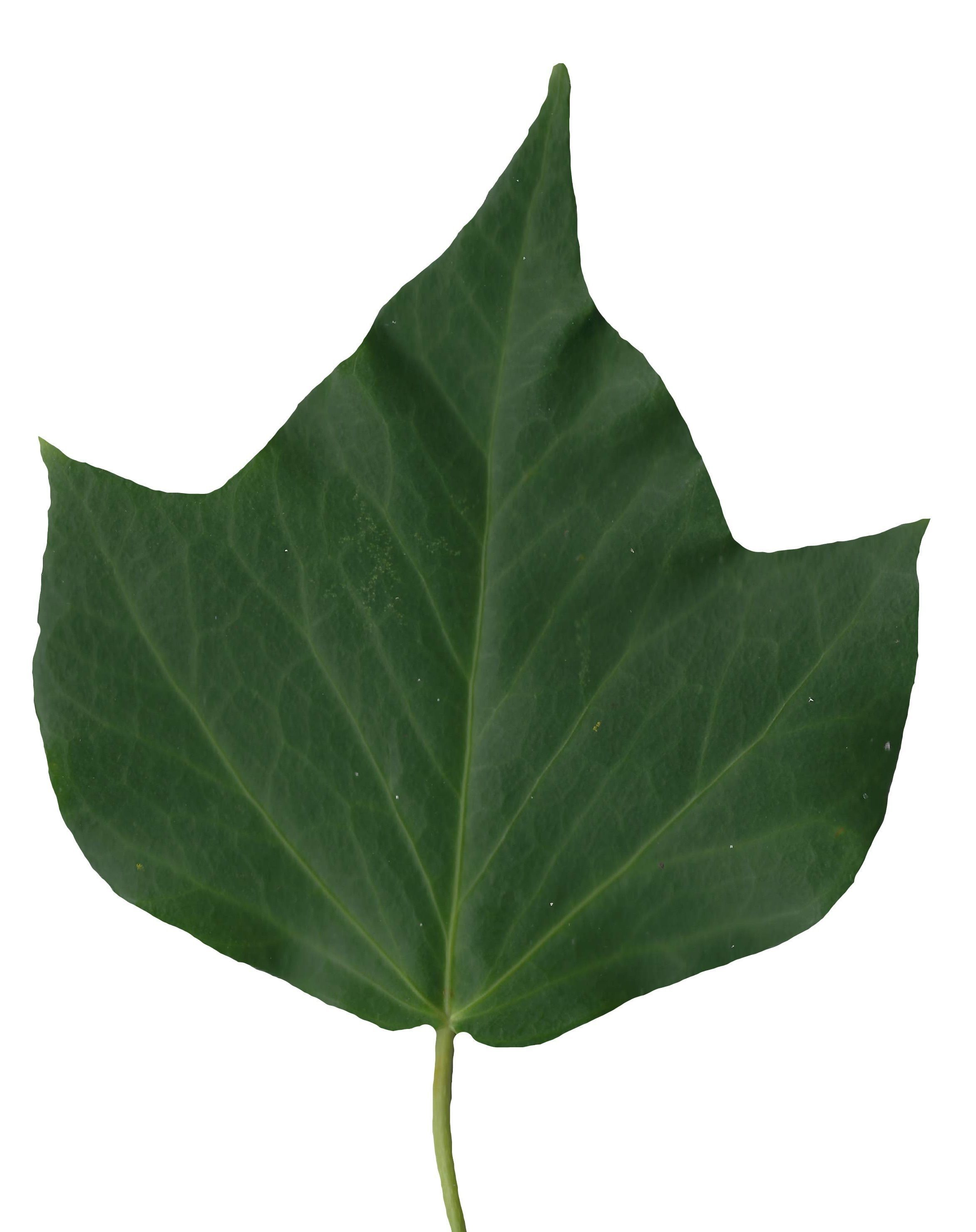 English Ivy Texture Pack - 17 Textures free Texture | CGTrader