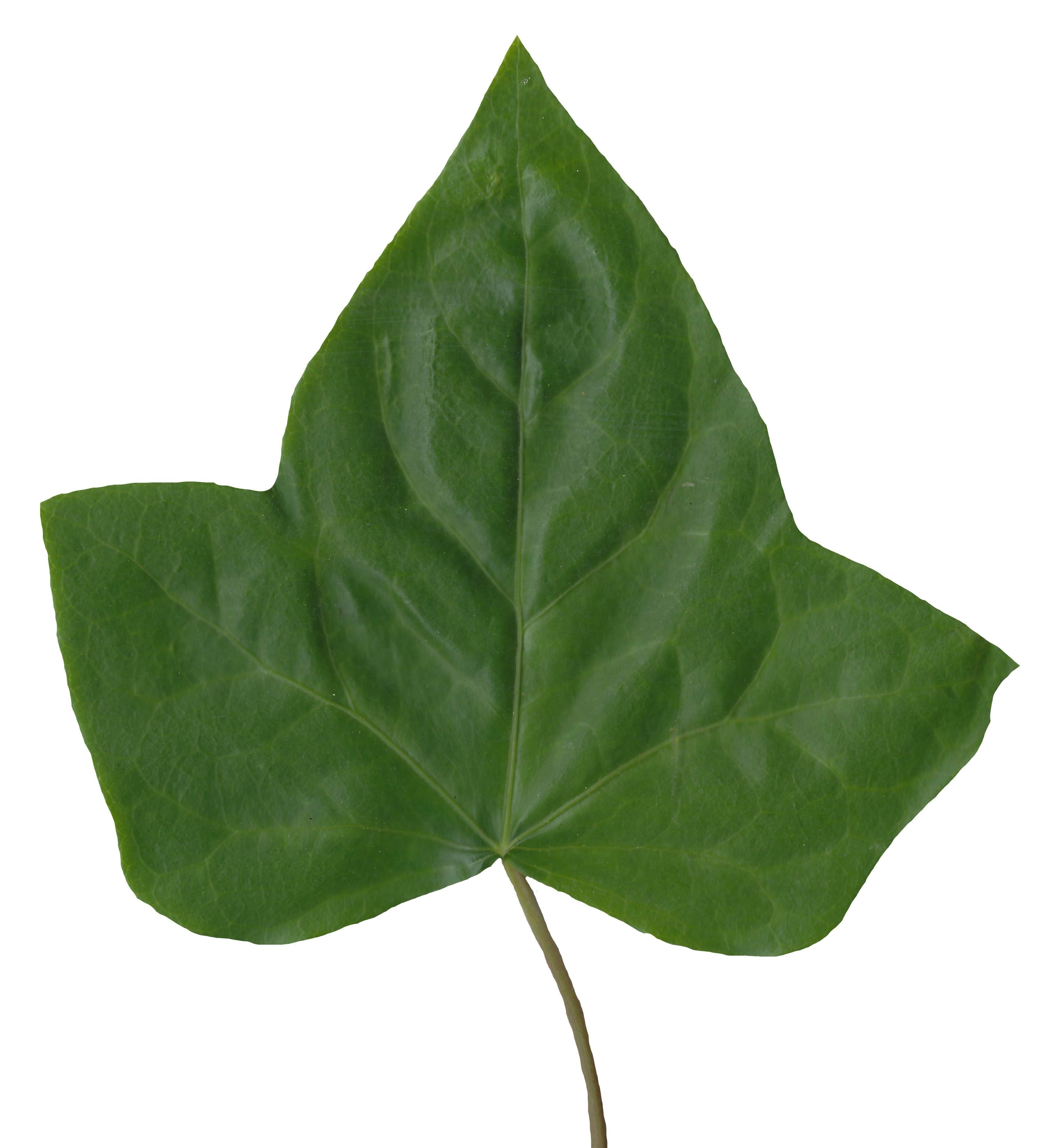 English Ivy Texture Pack - 17 Textures free Texture | CGTrader