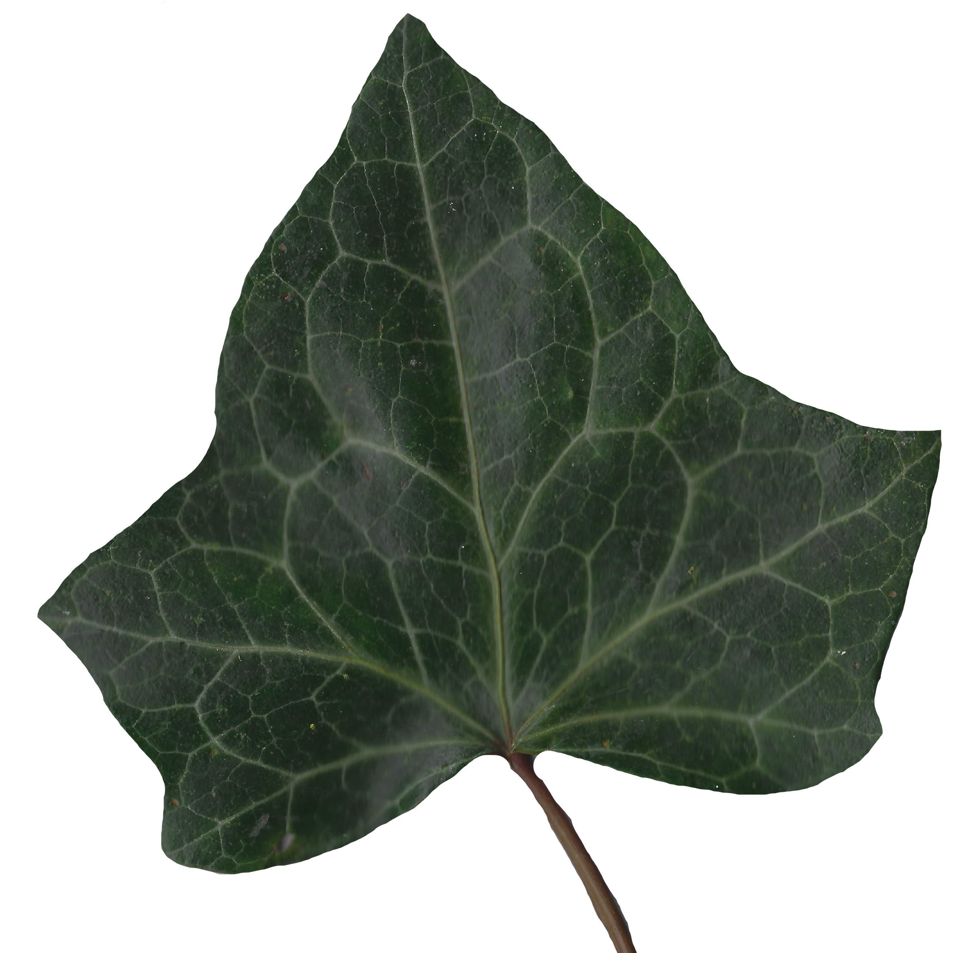 English Ivy Texture Pack - 17 Textures free Texture | CGTrader