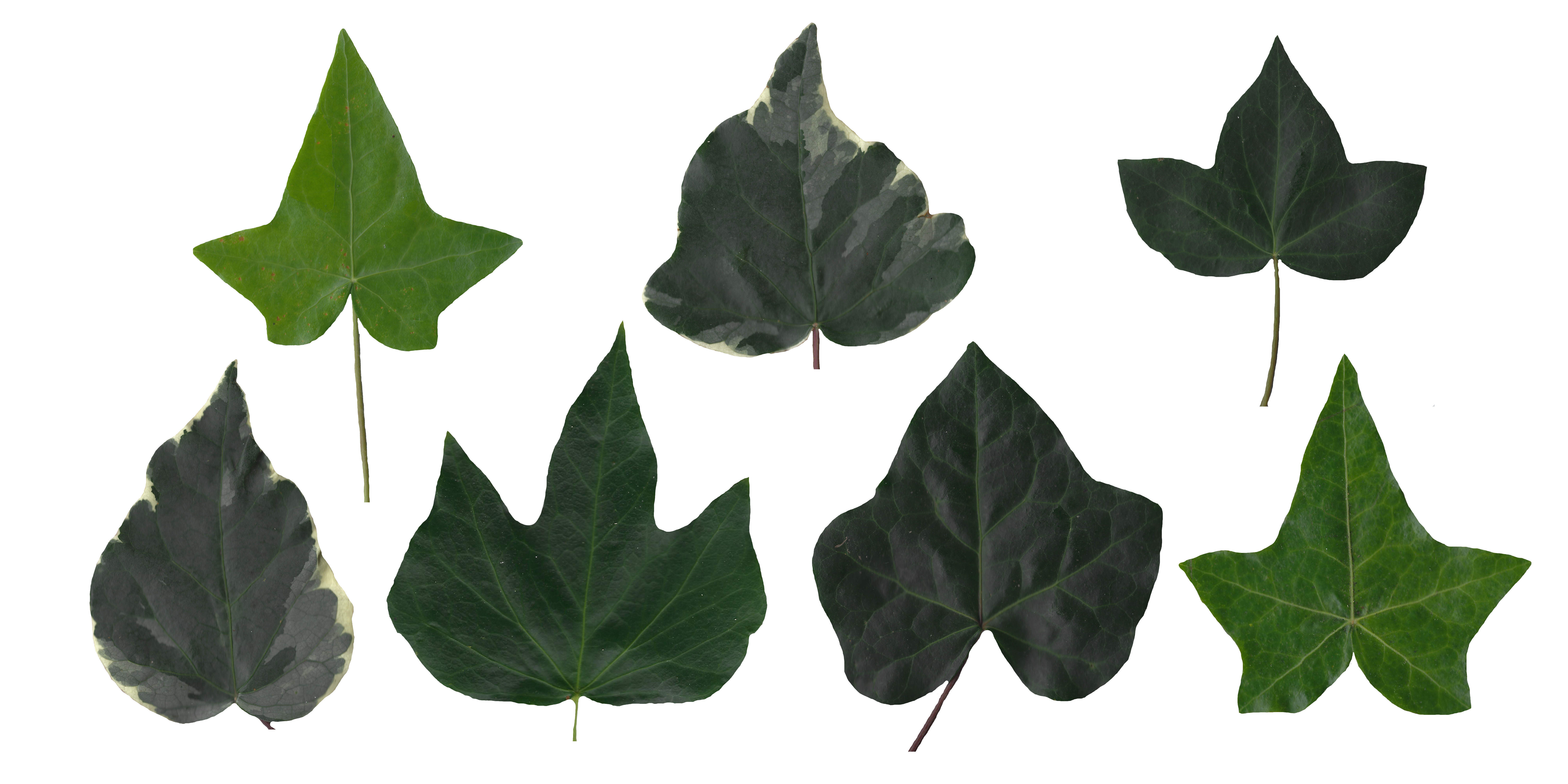 English Ivy Texture Pack - 17 Textures free Texture | CGTrader