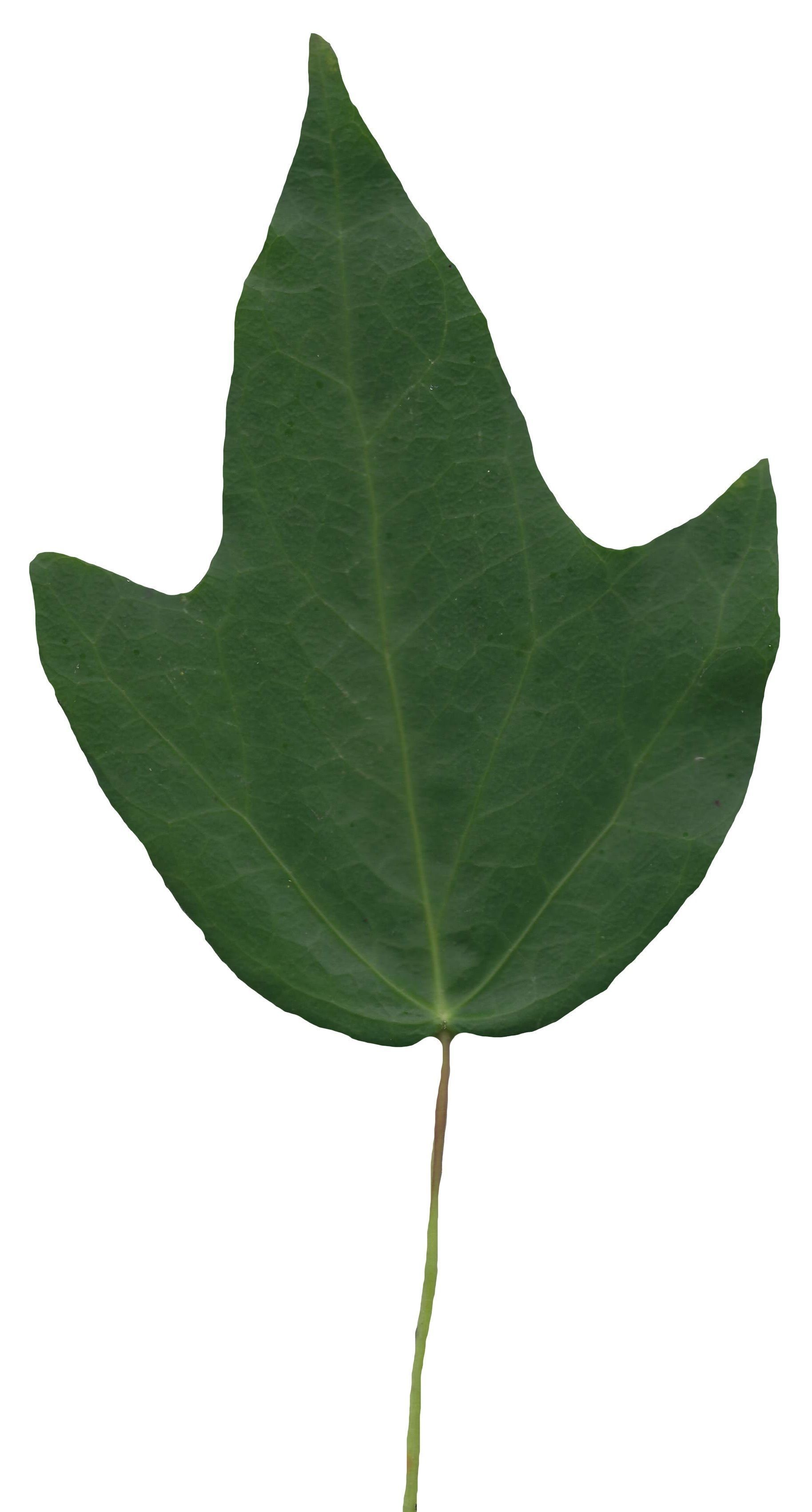 English Ivy Texture Pack - 17 Textures free Texture | CGTrader