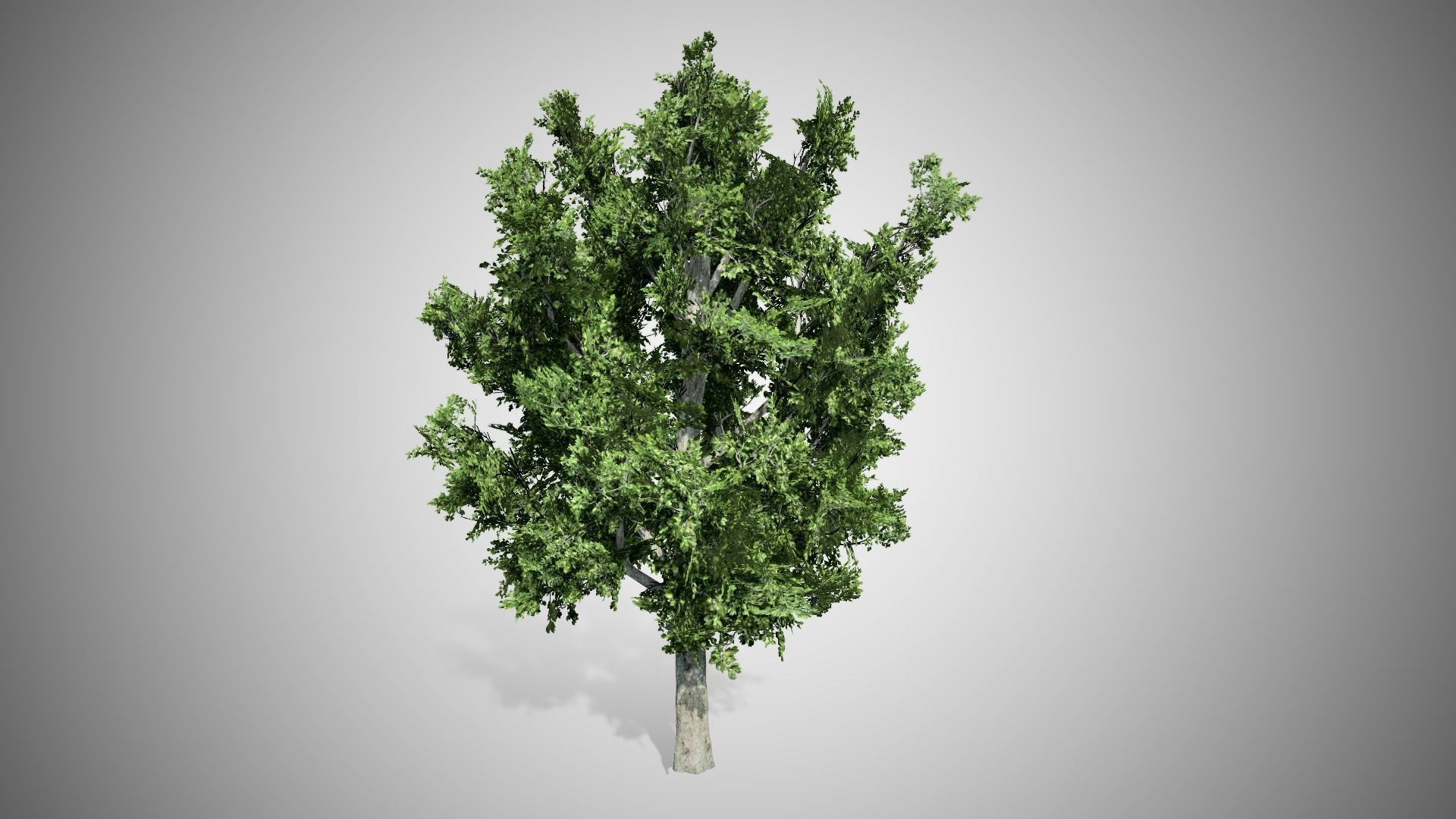 3D model Red Maple Tree VR / AR / low-poly | CGTrader