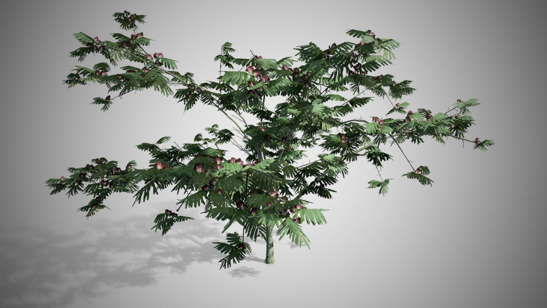 3D model Mimosa Tree VR / AR / low-poly | CGTrader