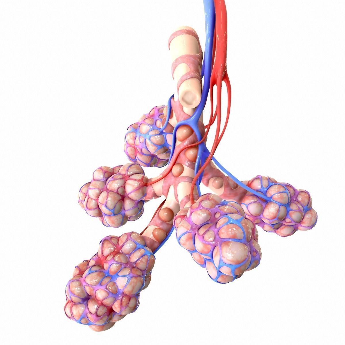 Realistic Human Bronchi Alveoli Anatomy 3D model | CGTrader