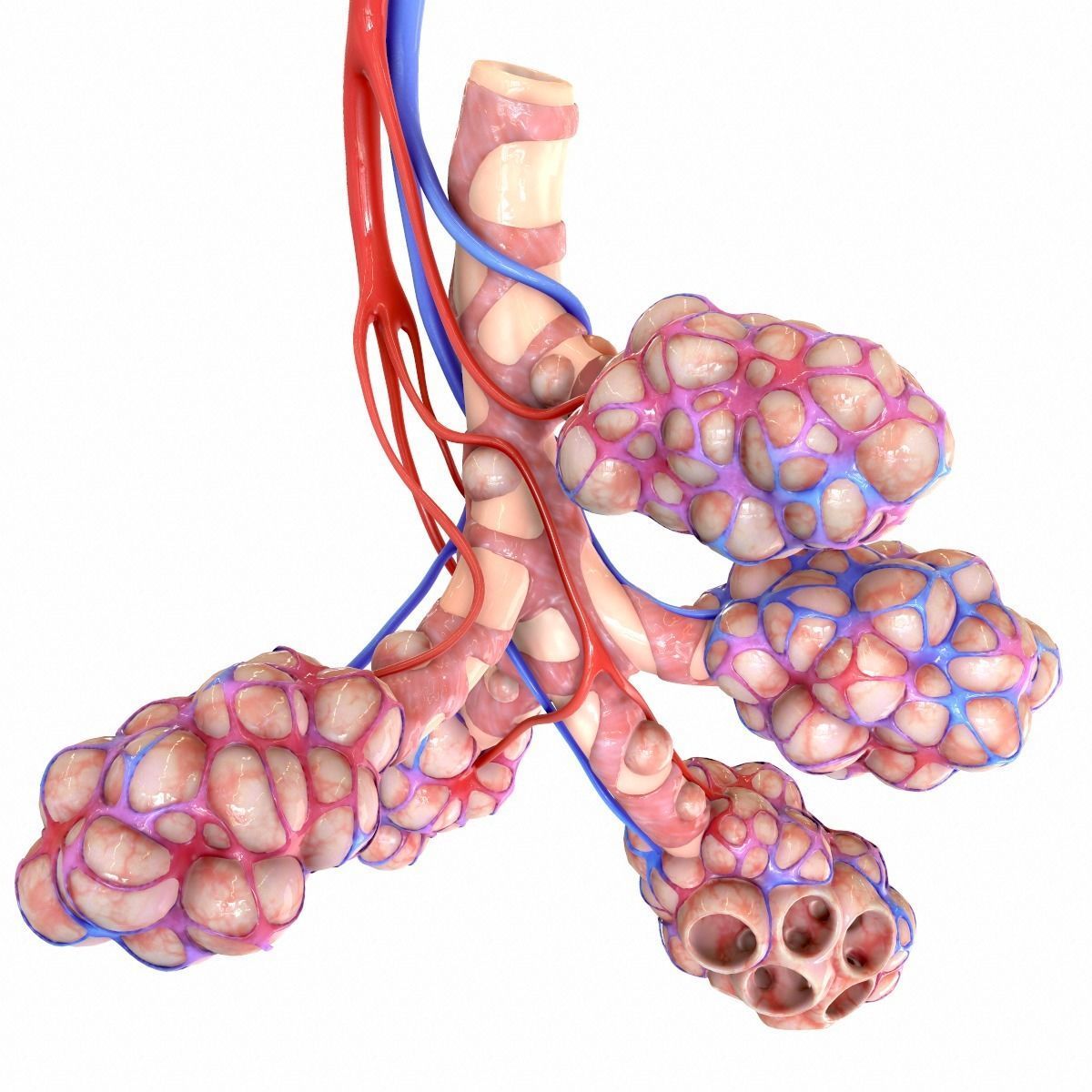 Realistic Human Bronchi Alveoli Anatomy 3D model | CGTrader