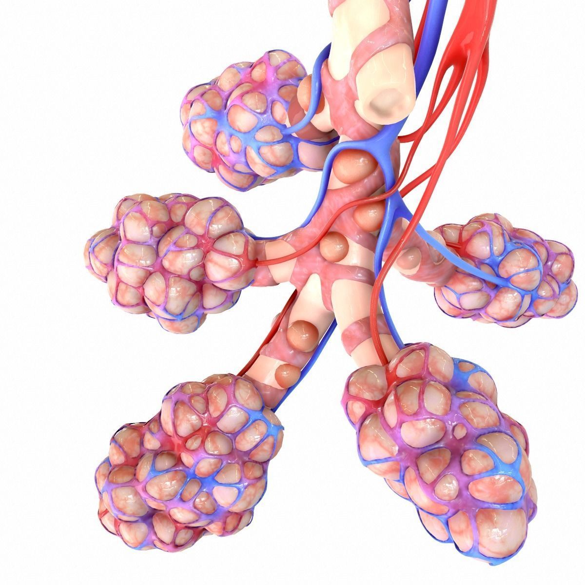 Realistic Human Bronchi Alveoli Anatomy 3D model | CGTrader