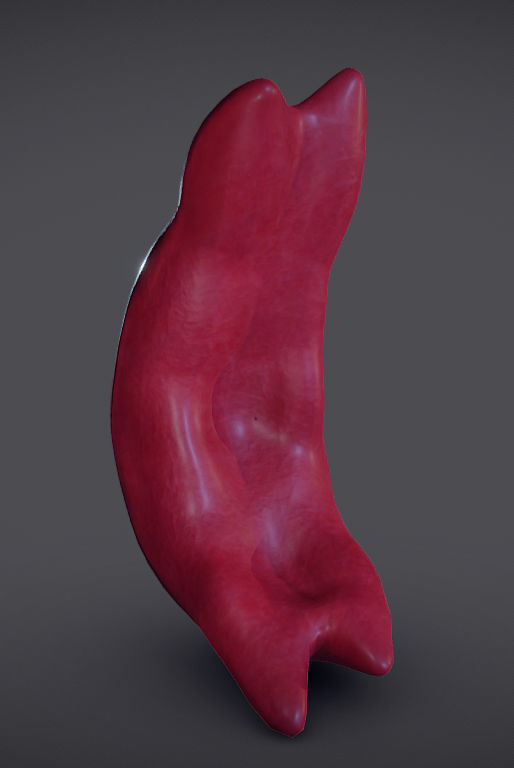 Sickled Red Blood Cell 3D model | CGTrader