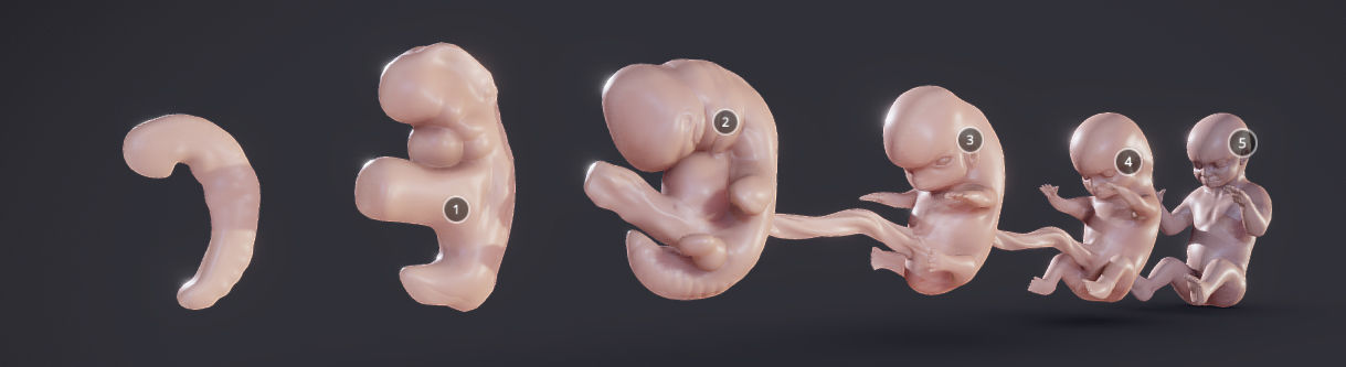 3D model Baby stages - Fetal Development | CGTrader