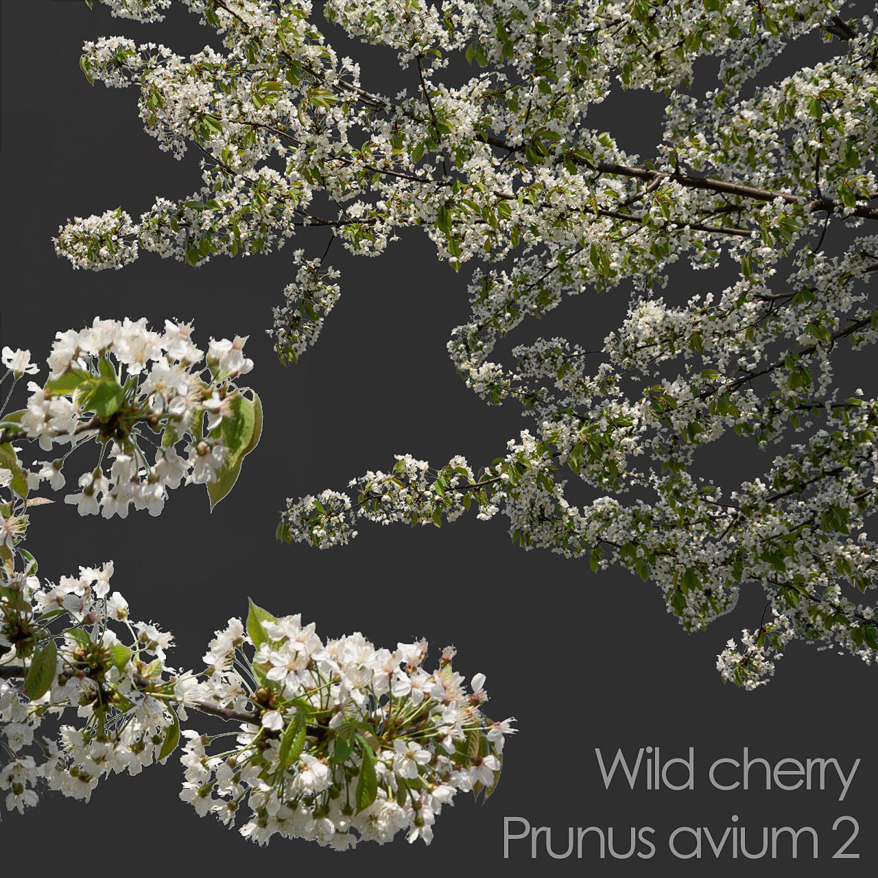 30 Spring Tree CUTOUTS of Foreground Branches in PNG Texture | CGTrader