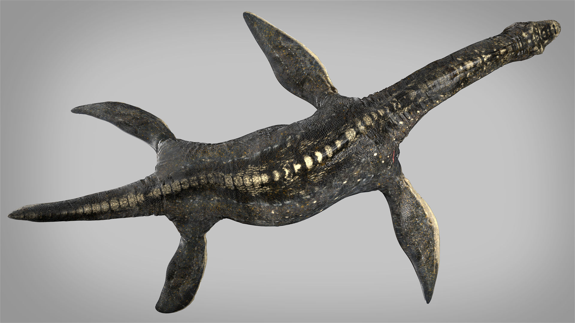 3D model Plesiosaurus 3D Rigged model VR / AR / low-poly | CGTrader