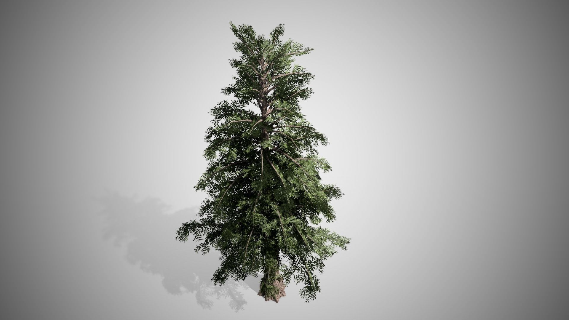 3D model Western Red Cedar Tree VR / AR / low-poly | CGTrader