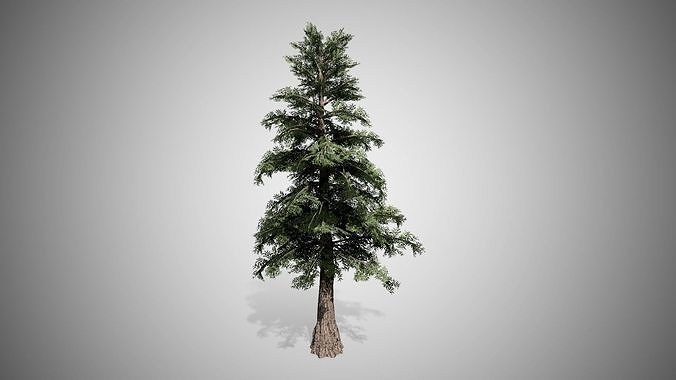 3D model Western Red Cedar Tree VR / AR / low-poly | CGTrader