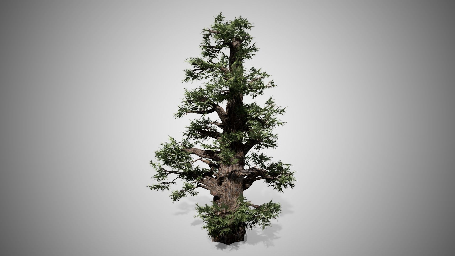 3D model Western Juniper Tree VR / AR / low-poly OBJ FBX UASSET CGA