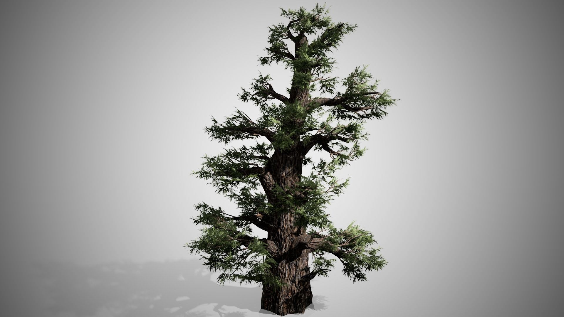 3D model Western Juniper Tree VR / AR / low-poly | CGTrader
