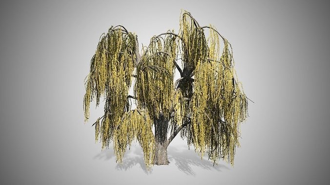 3D model Weeping Willow Fall Tree VR / AR / low-poly | CGTrader