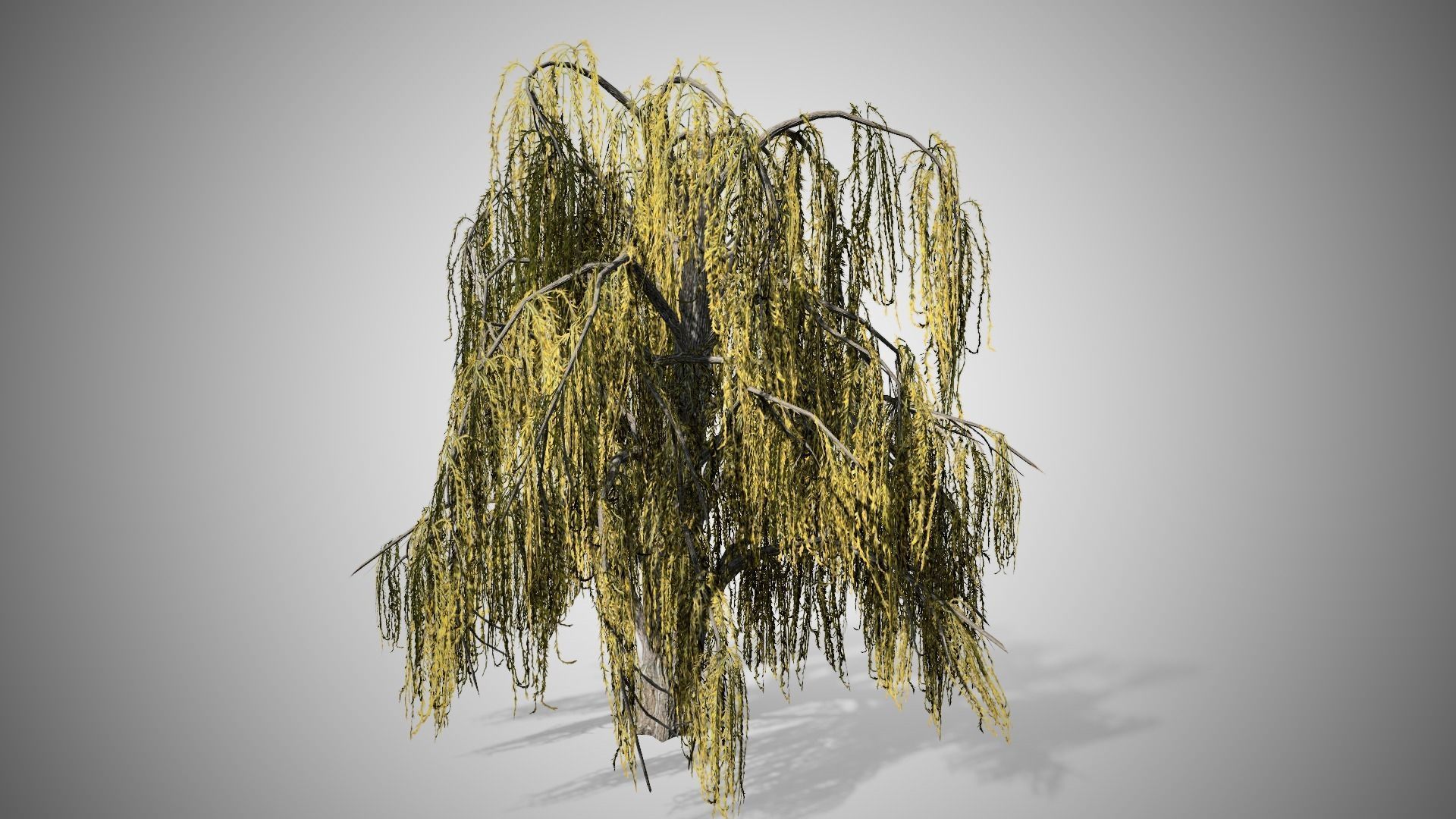 3D model Weeping Willow Fall Tree VR / AR / low-poly | CGTrader