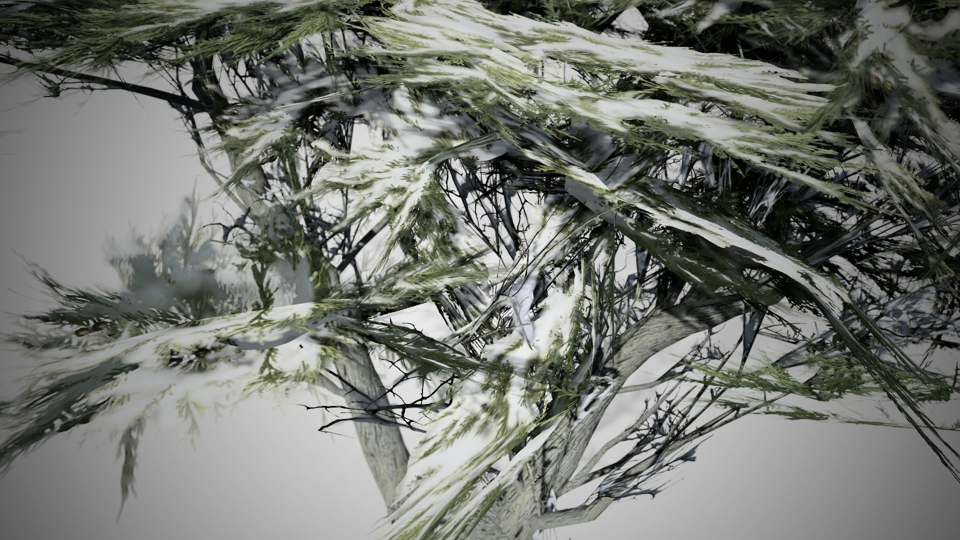 3D model Monterey Cypress Winter Tree VR / AR / low-poly | CGTrader