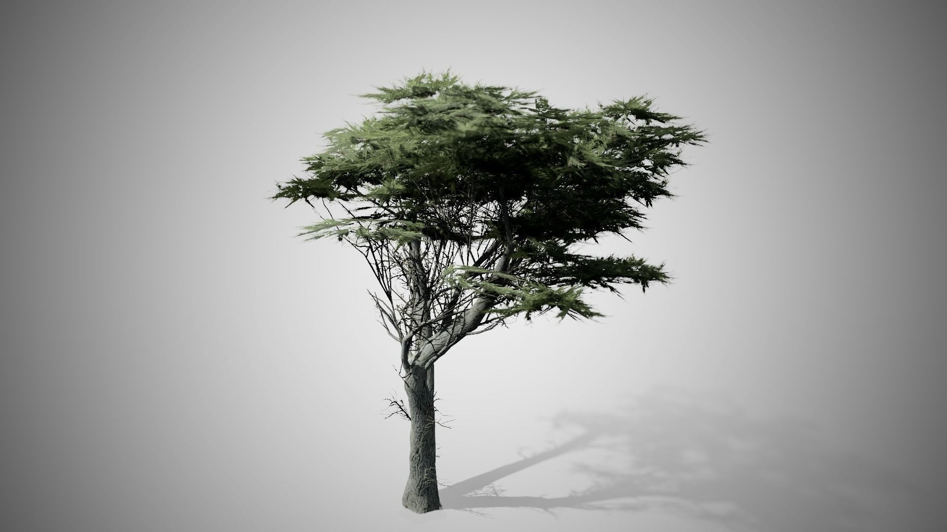 3D model Monterey Cypress Tree VR / AR / low-poly | CGTrader