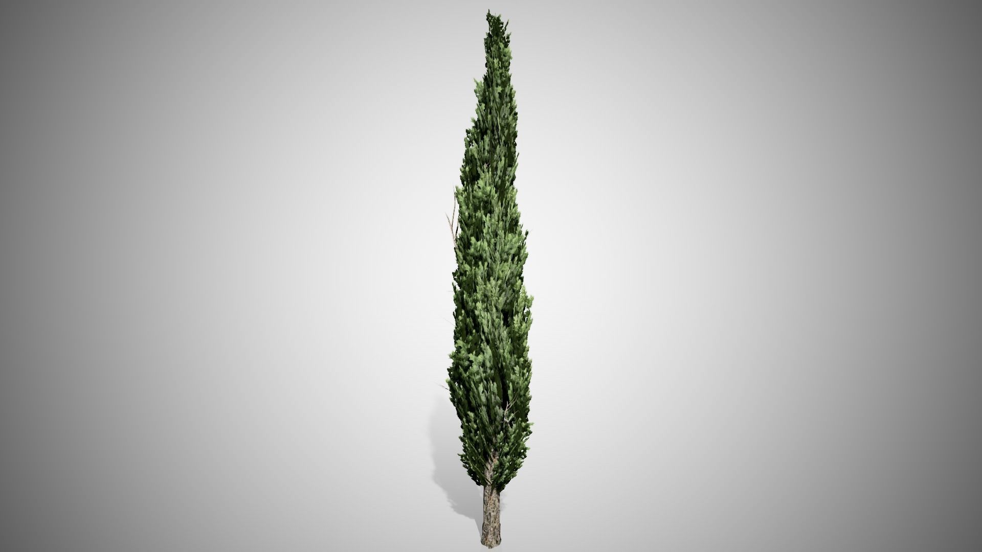 Italian Cypress Tree free VR / AR / low-poly 3D model | CGTrader
