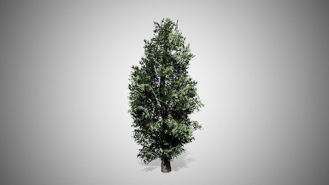 3D model Eastern Red Cedar Tree VR / AR / low-poly | CGTrader