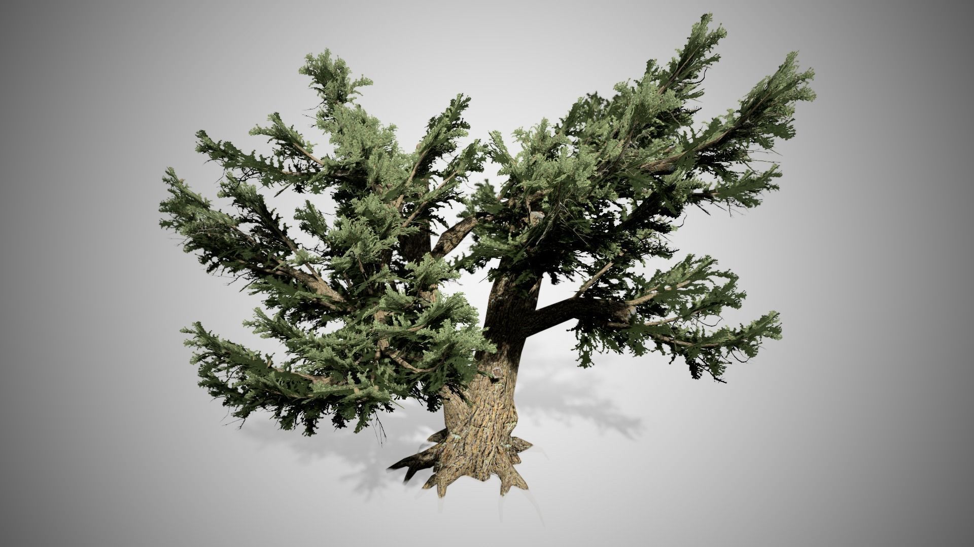 3D model Cedar Of Lebanon Tree VR / AR / low-poly | CGTrader