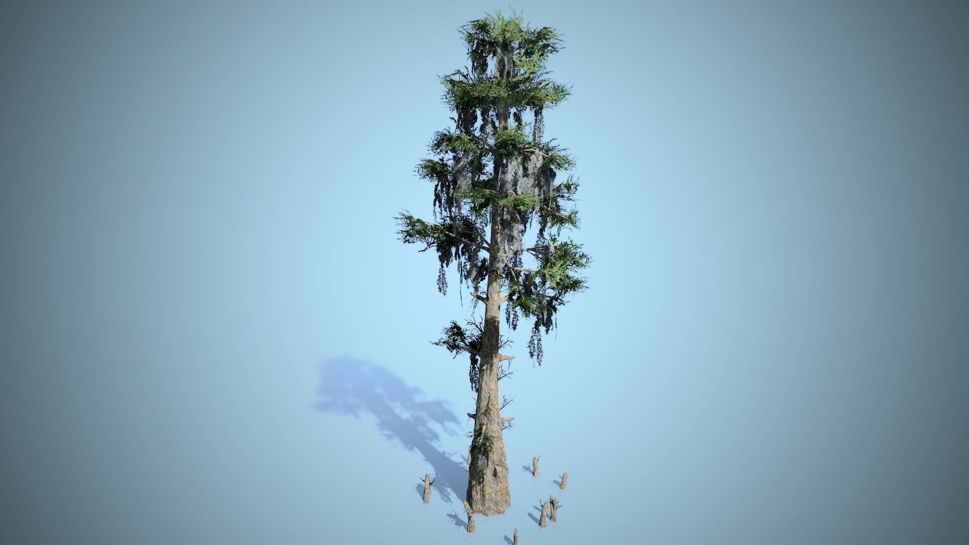 3D model Bald Cypress Tree VR / AR / low-poly | CGTrader