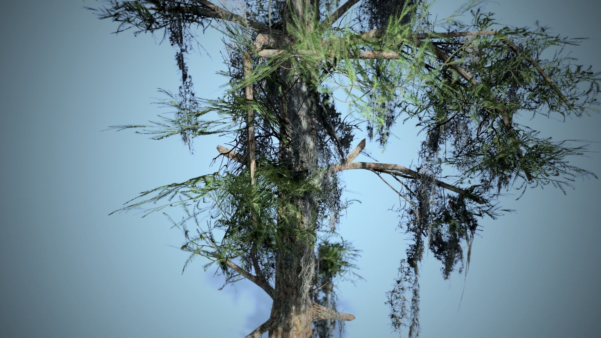 3D model Bald Cypress Tree VR / AR / low-poly | CGTrader