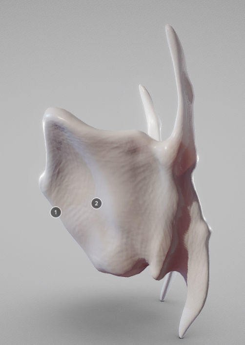 3D model Thyroid Cartilage VR / AR / low-poly | CGTrader