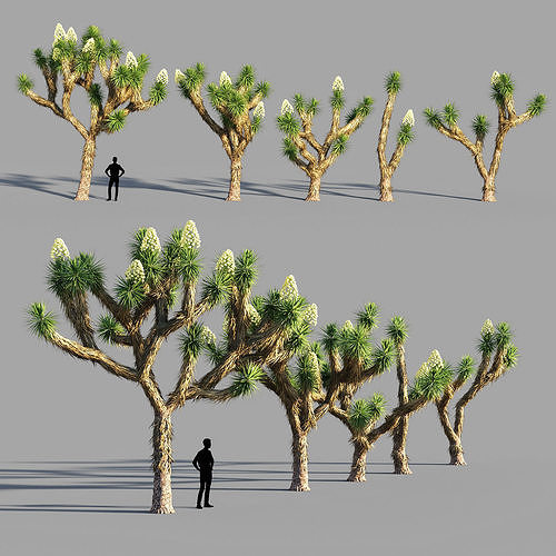 Joshua tree collection 3D model | CGTrader