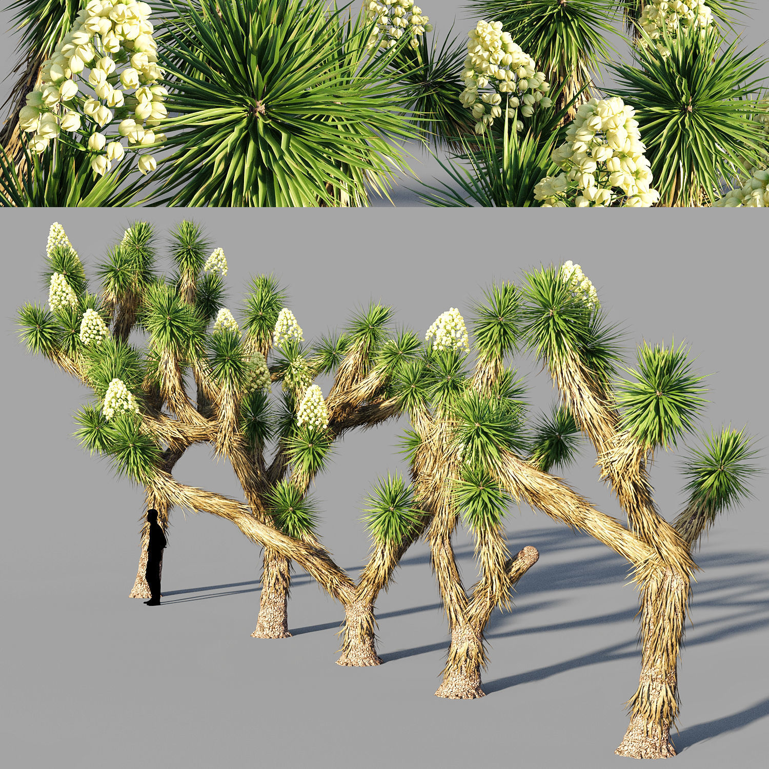 Joshua tree collection 3D model | CGTrader
