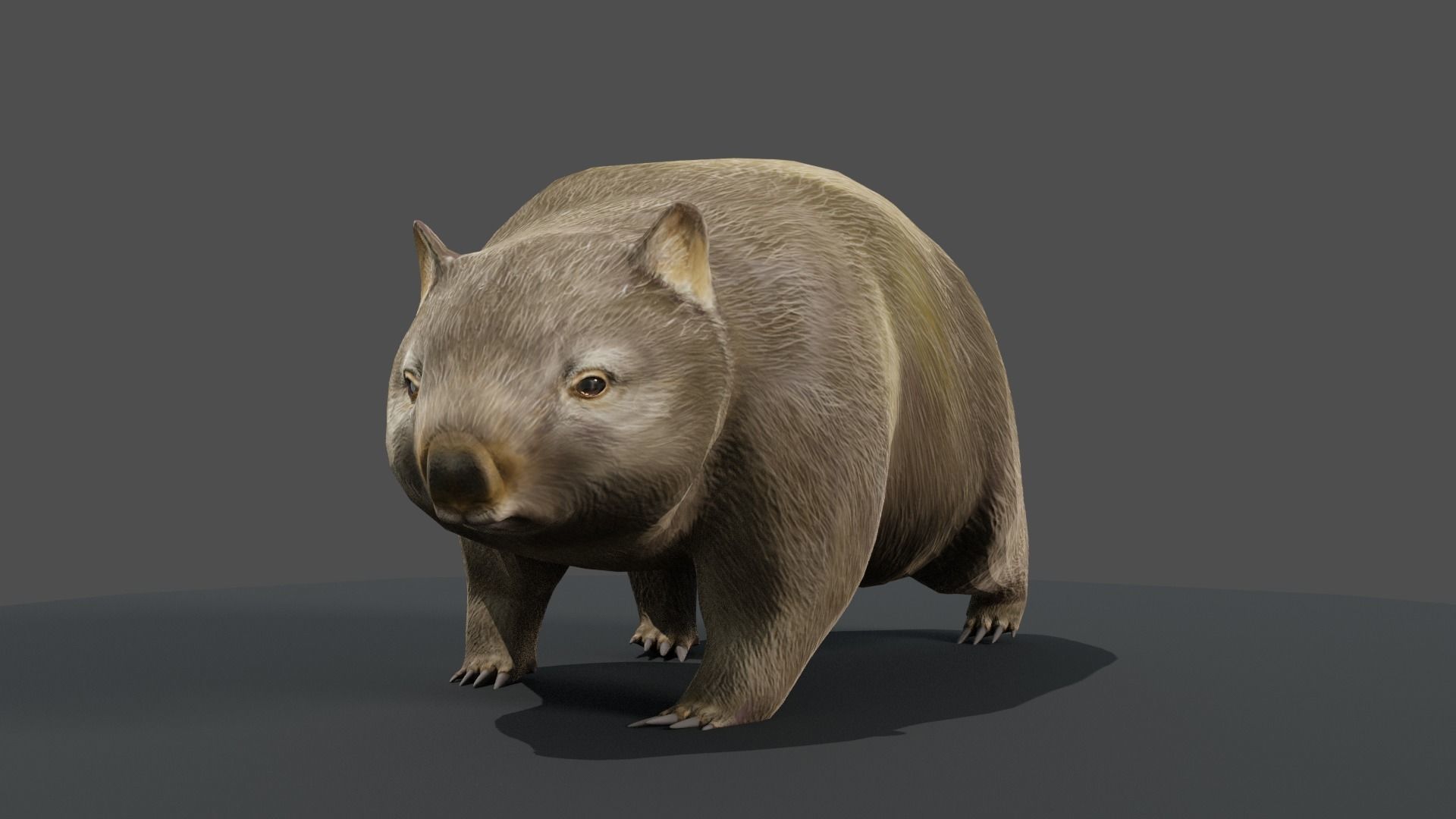 3D model 3D animated Common Wombat VR / AR / low-poly | CGTrader