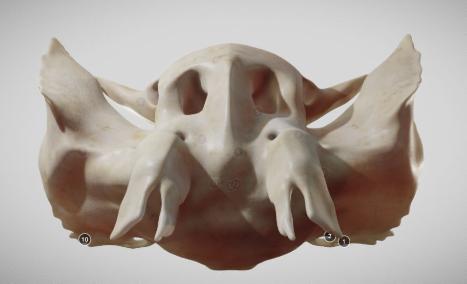 3D model Sphenoid Bone VR / AR / low-poly | CGTrader