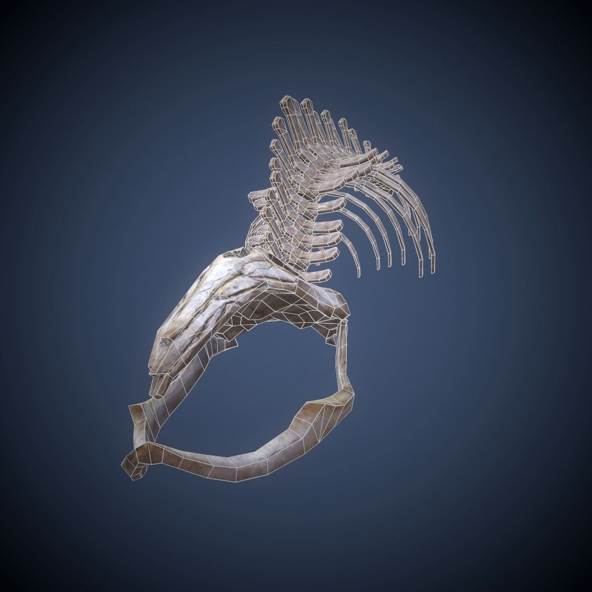 3D model Whale skeleton VR / AR / low-poly | CGTrader