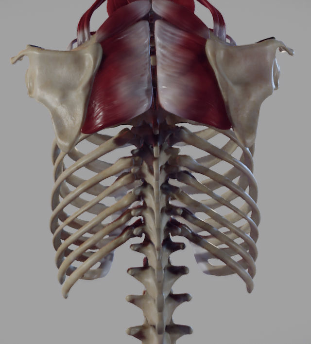 3D model Deep Muscles of the Neck VR / AR / low-poly | CGTrader