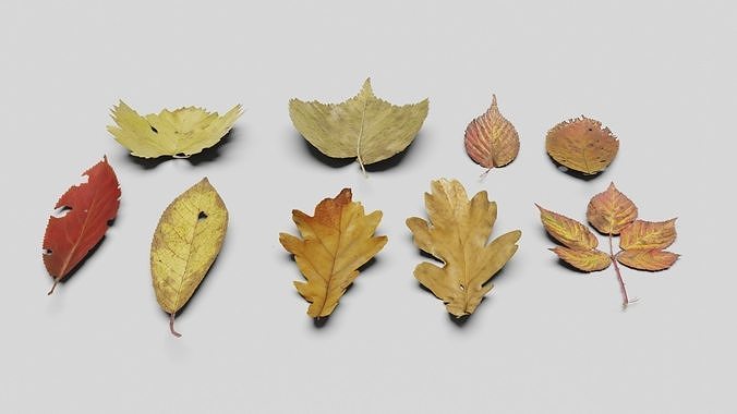3D model Ground Leaves Pack VR / AR / low-poly | CGTrader