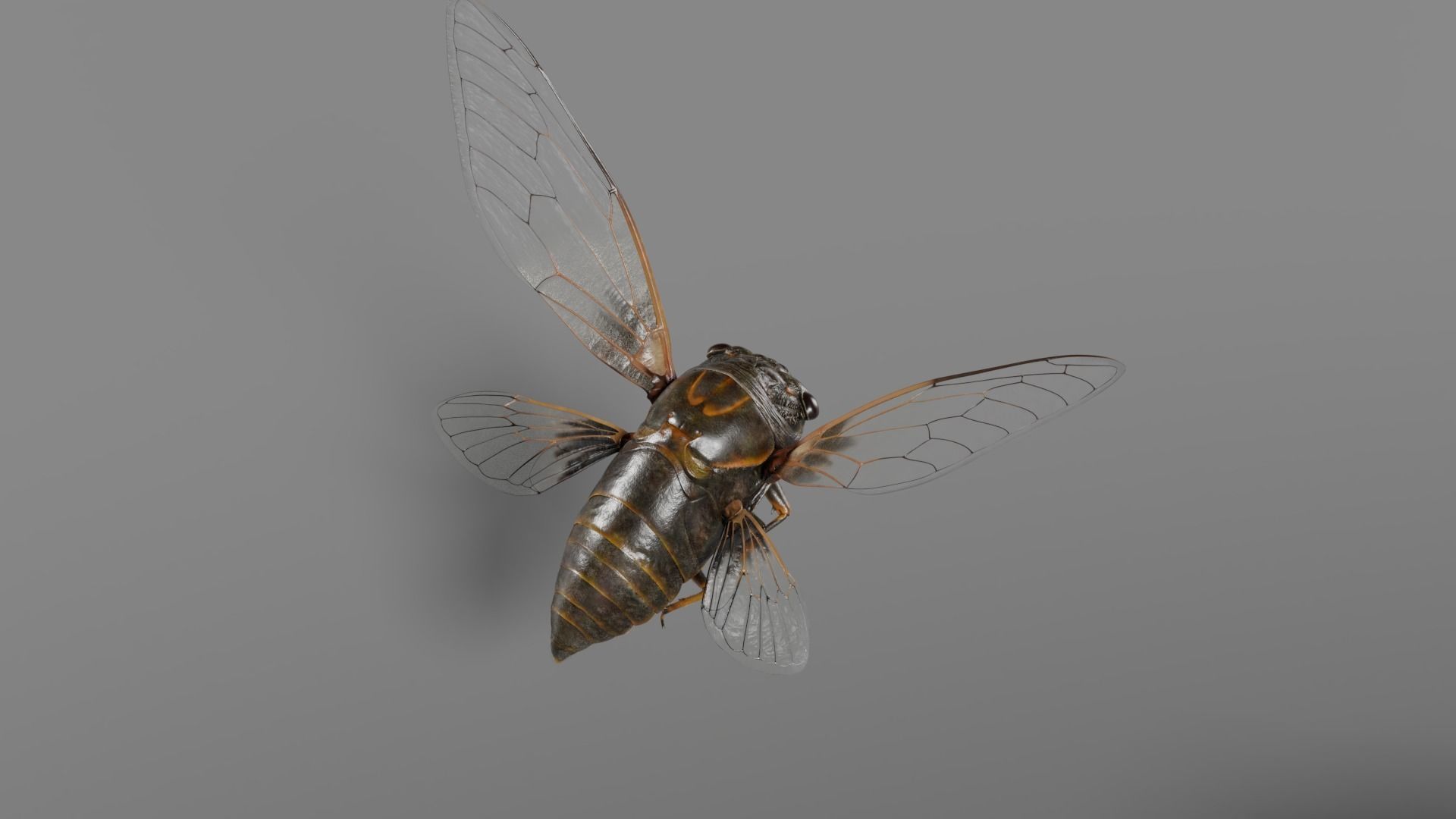 Cicada Animated 3D model animated rigged | CGTrader