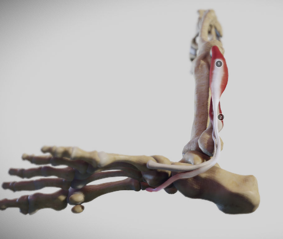 3D model Leg Lateral Muscles VR / AR / low-poly | CGTrader