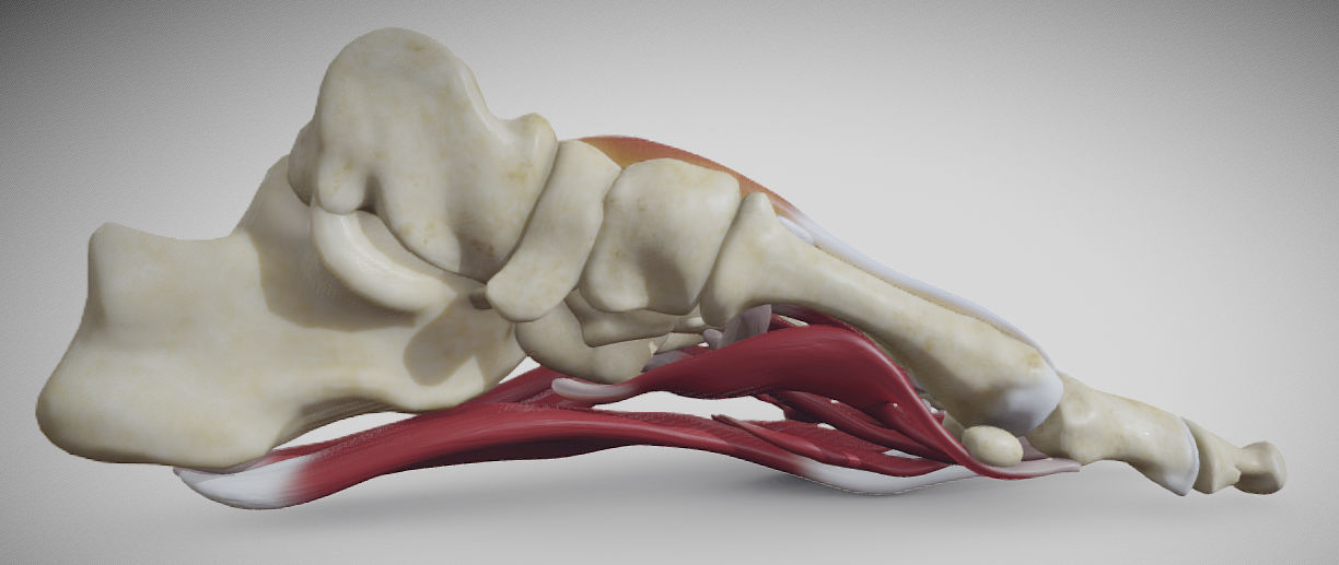 3D model Foot Muscles VR / AR / low-poly | CGTrader