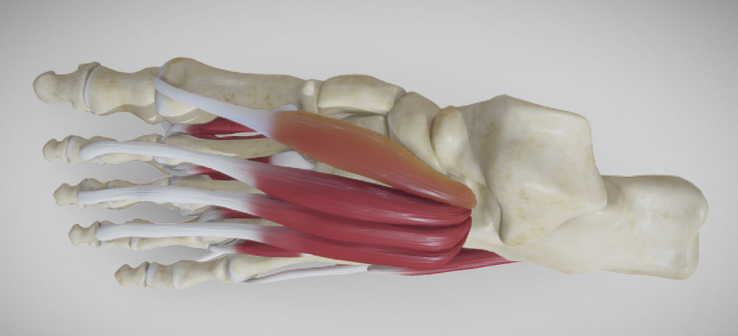 3D model Foot Muscles VR / AR / low-poly | CGTrader