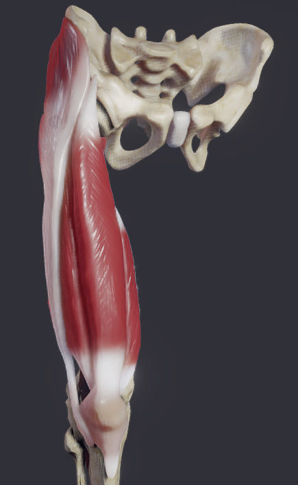 3D model Thigh Extensors And Hip Gluteal Muscles VR / AR / low-poly ...