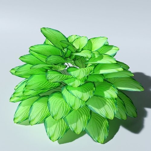 Hosta Plant 3D model | CGTrader