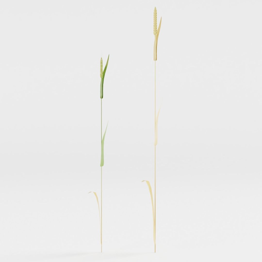 Wheat Plant - Two Growing Stages 3D model | CGTrader