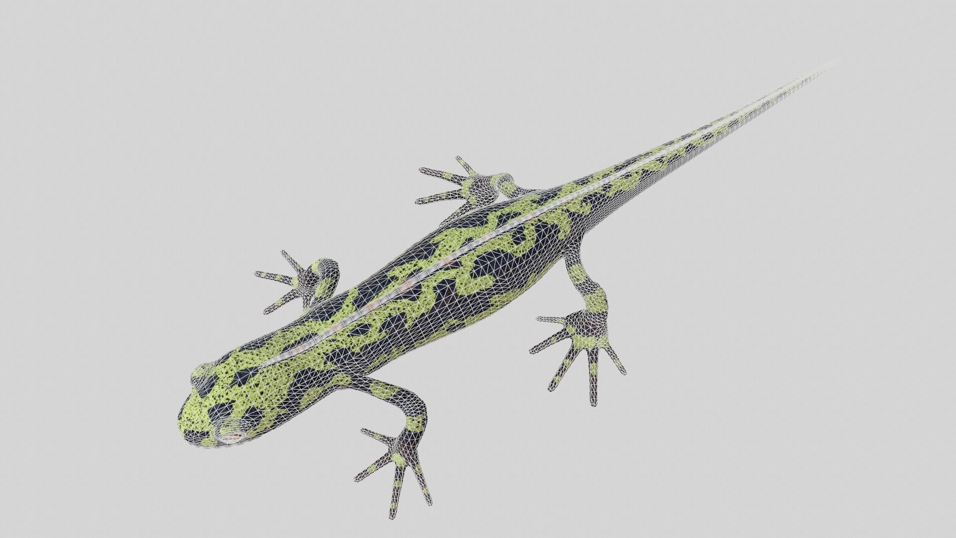 Marblet Newt 3D model animated rigged | CGTrader