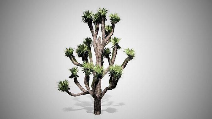 3D model Joshua Tree VR / AR / low-poly | CGTrader