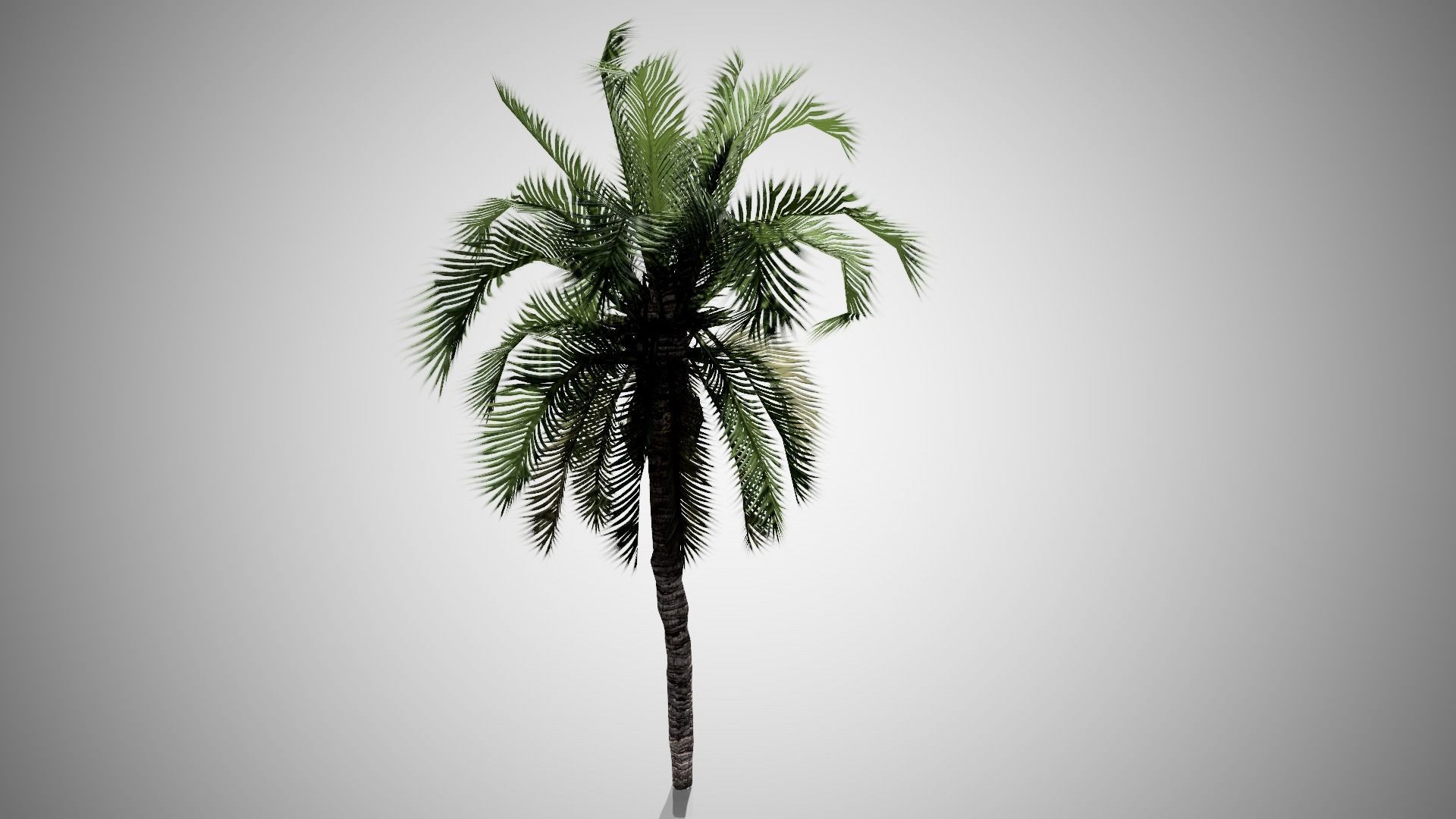 3D model Date Palm Tree VR / AR / low-poly | CGTrader