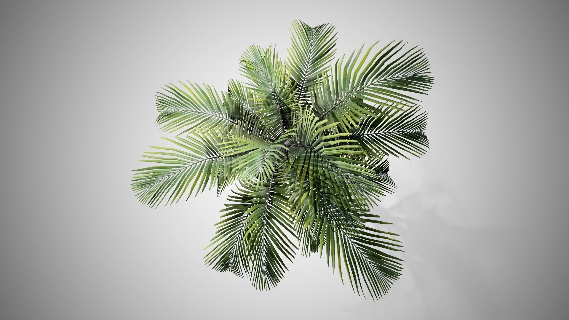 3D model Curly Palm Tree VR / AR / low-poly | CGTrader