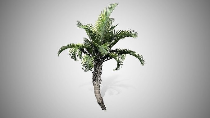 3D model Curly Palm Tree VR / AR / low-poly | CGTrader