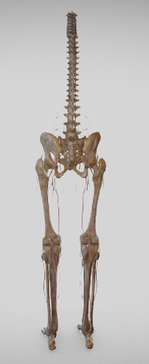 3D model Lower Limb skeleton and nerves VR / AR / low-poly | CGTrader